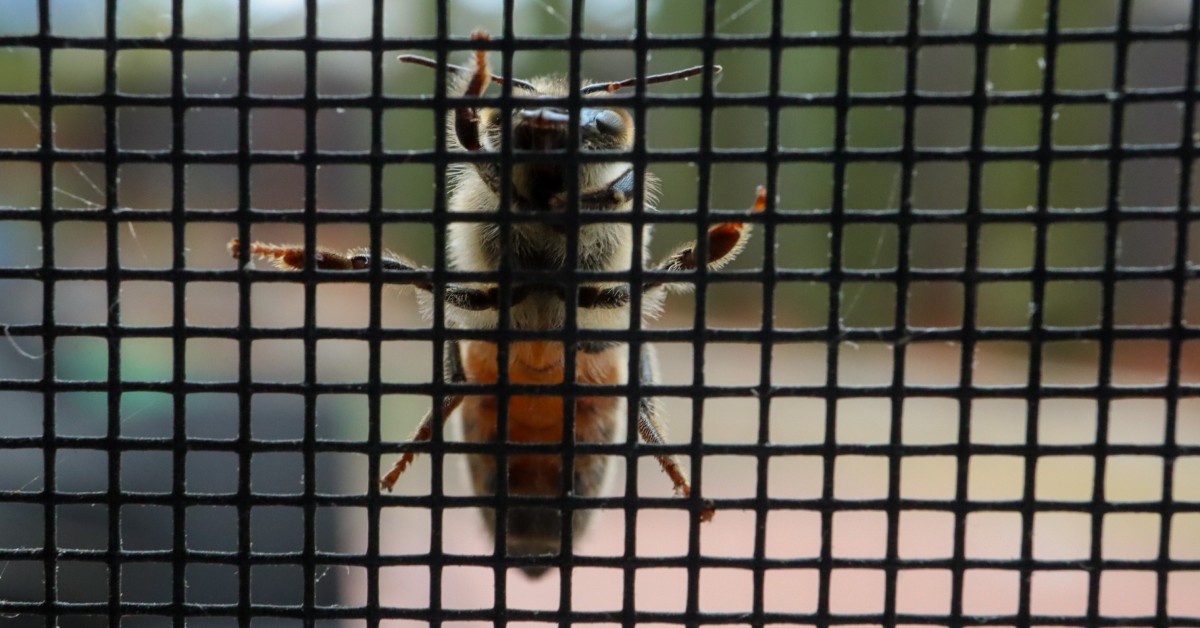 Insekten schützen durch Insektenschutzgitter 🏡🐝 - KKM-Insektenschutz ...